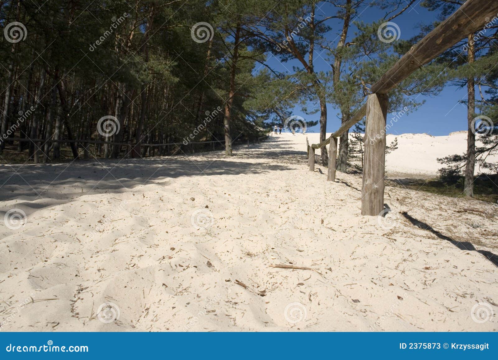 White sandy path stock image. Image of forested, wooded - 2375873