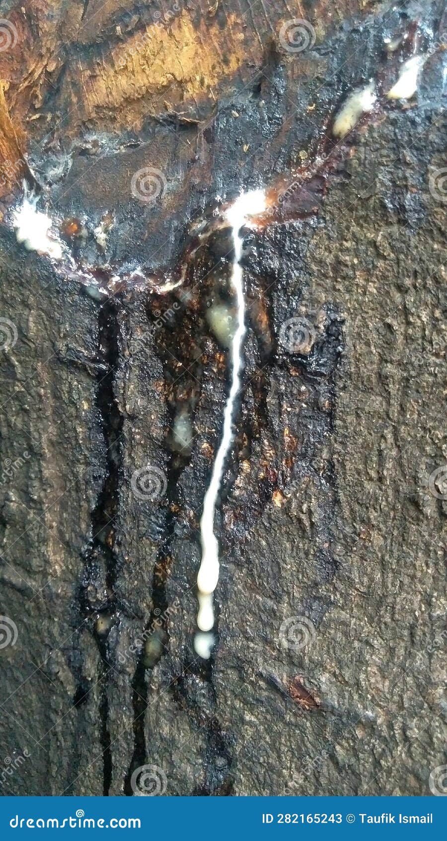 White Sap that Comes Out of the Mango Tree Due To Being Scratched by a ...