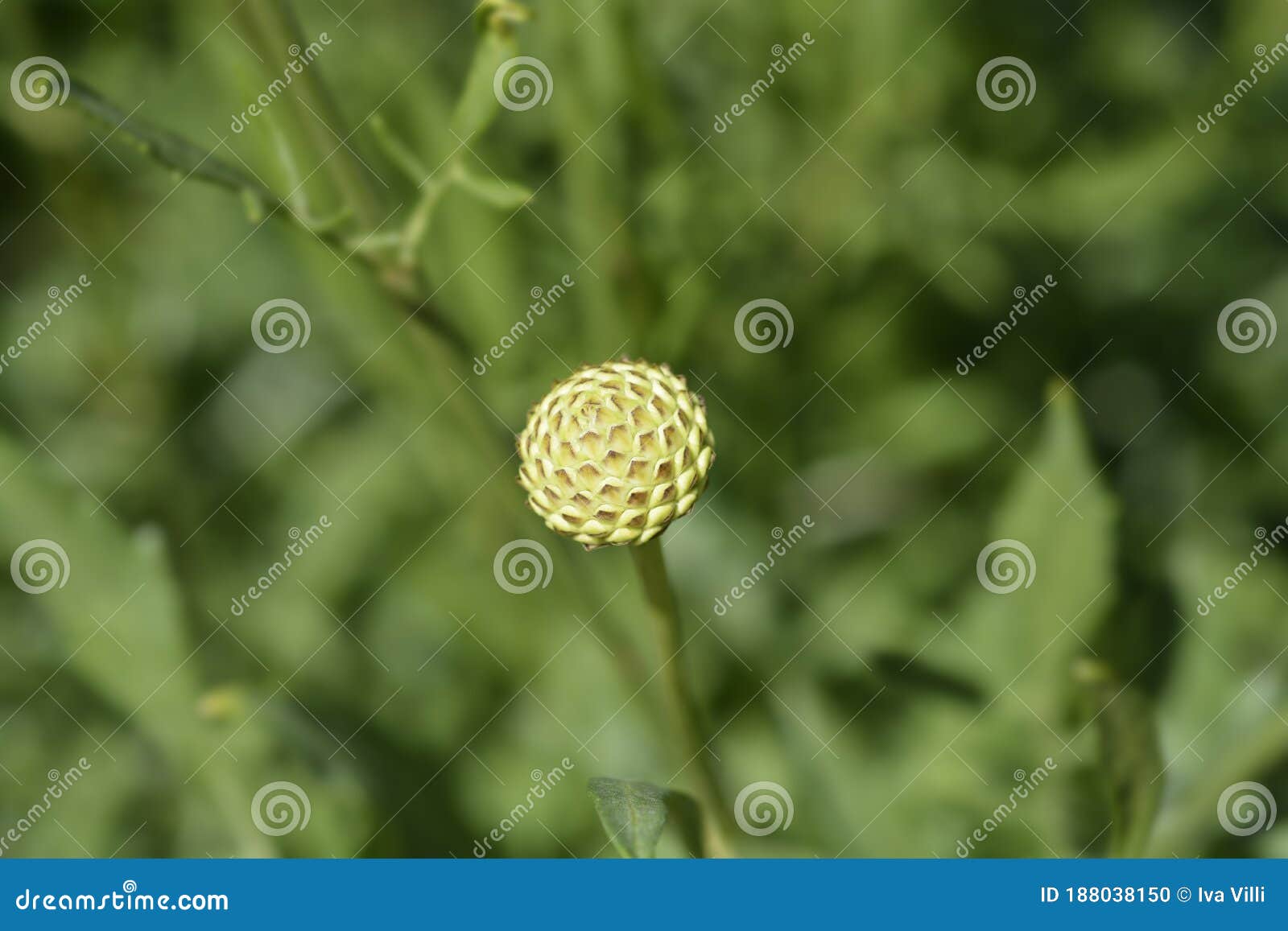 White scabious stock photo. Image of scabious, green - 188038150