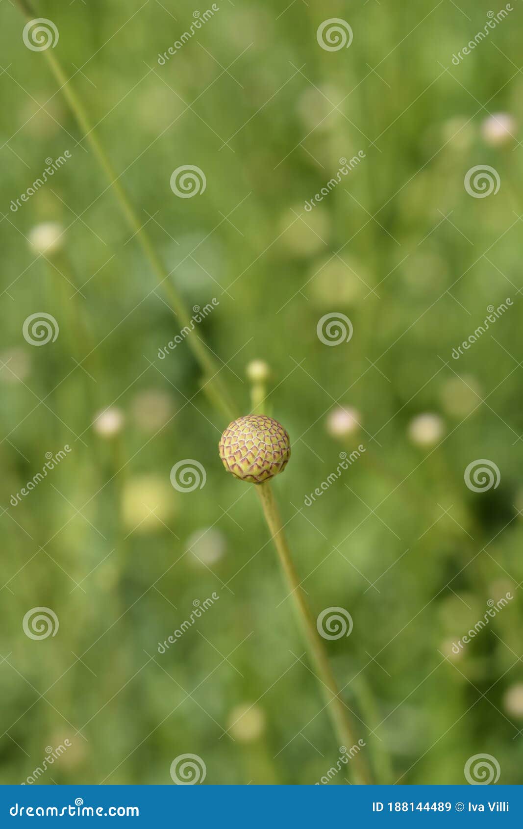 White scabious stock image. Image of outdoors, plant - 188144489
