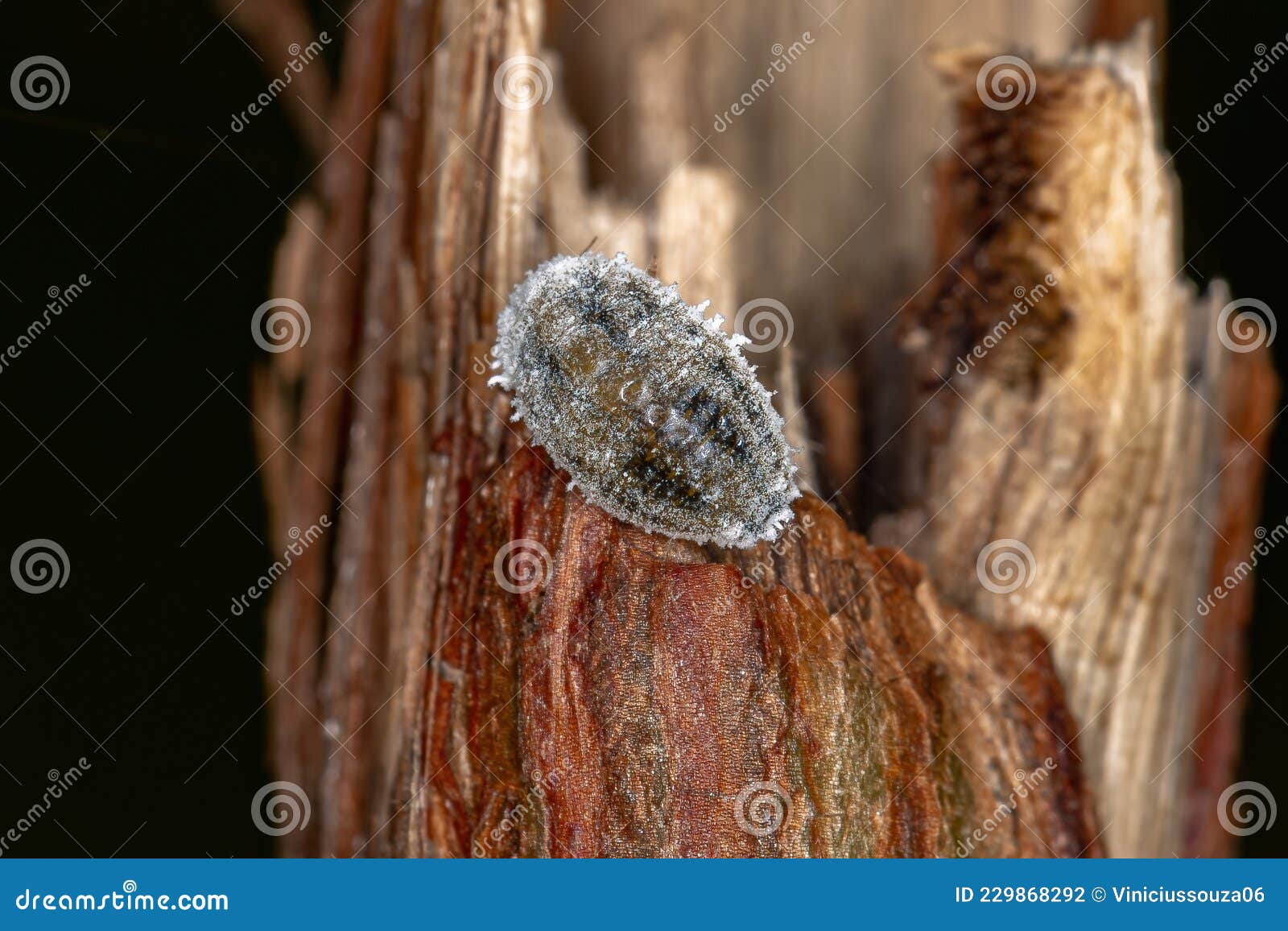 White Scale Insects stock photo. Image of insects, giant - 229868292