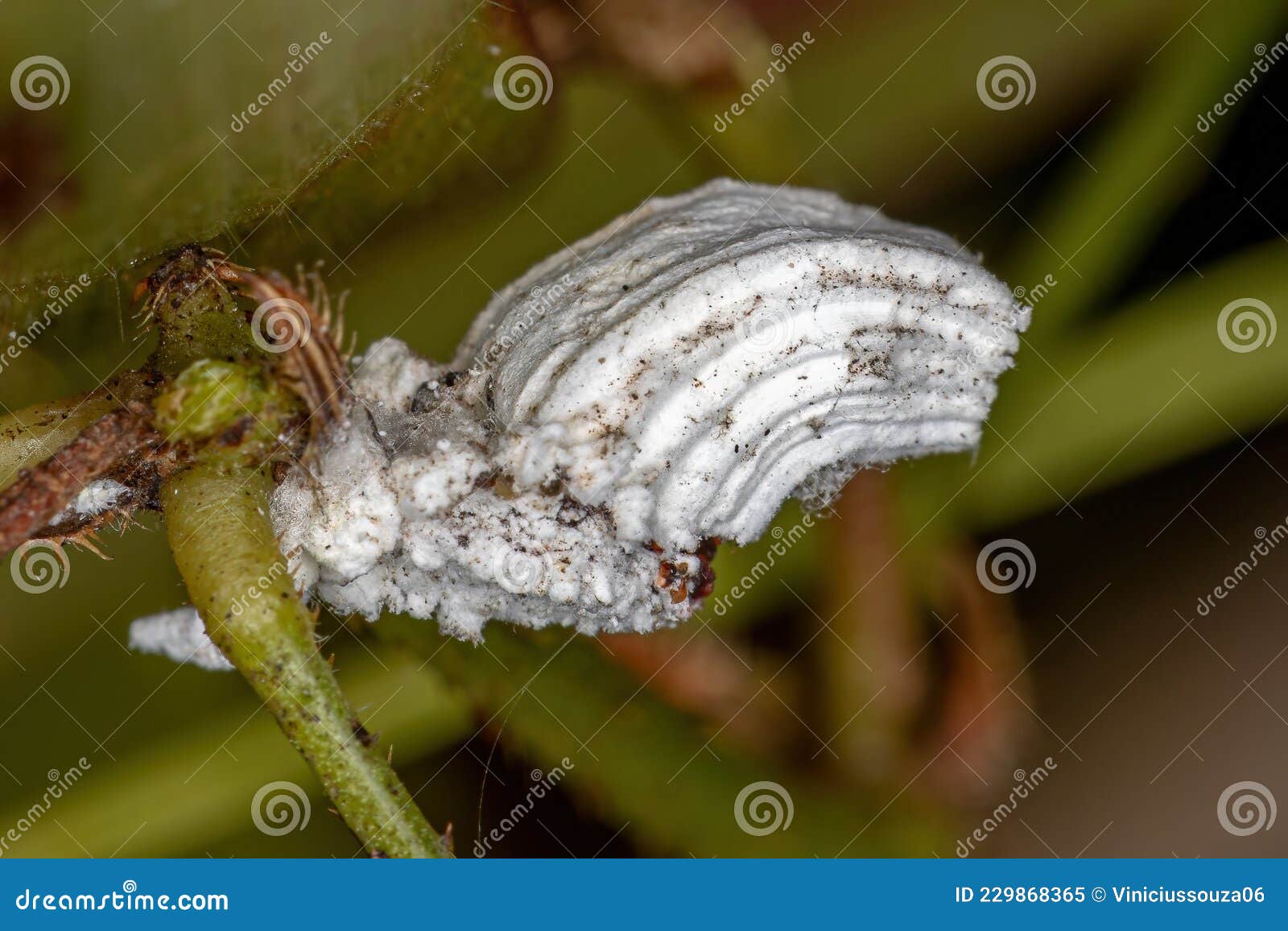 White Scale Insects stock image. Image of mealybug, nature - 229868365