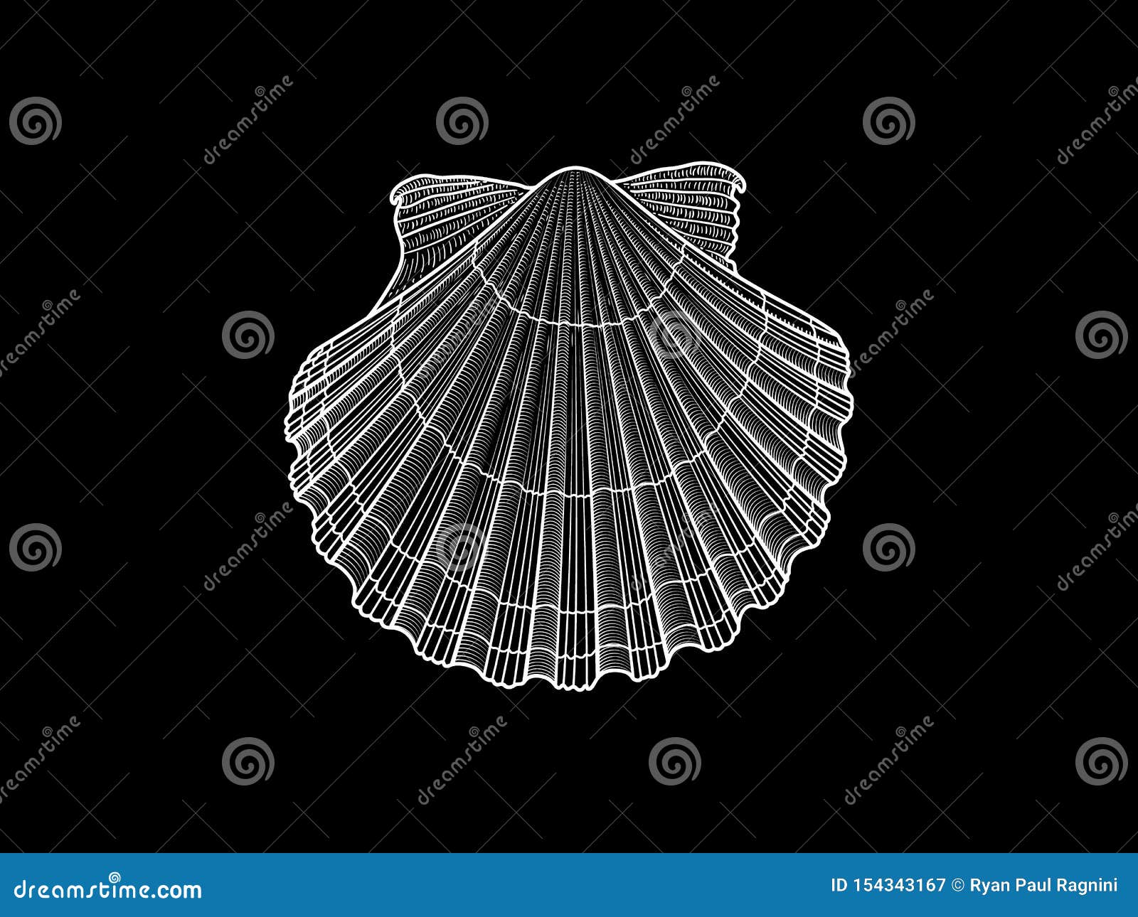 White Scallop Vector Illustration on Black Background Stock ...