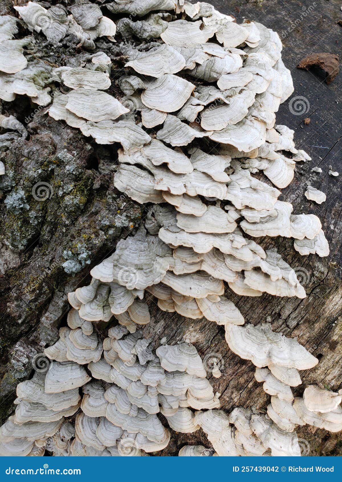 View of White Scalloped Fungi Growing on a Tree Stump Stock Photo ...