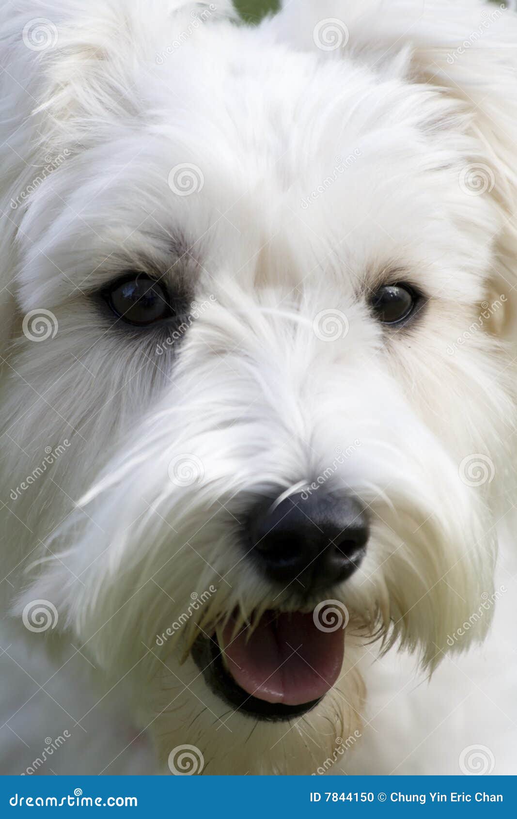 White Schnauzer stock photo. Image of mammal, miniature - 7844150