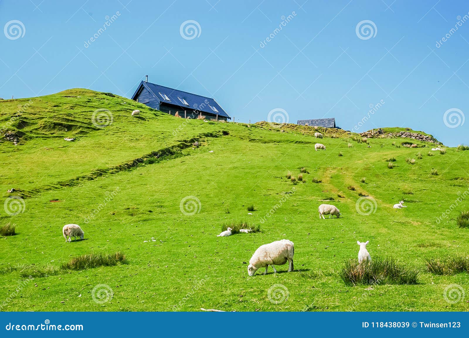 White Scottish Sheep on a Pasture in Mountain Valley Stock Image ...
