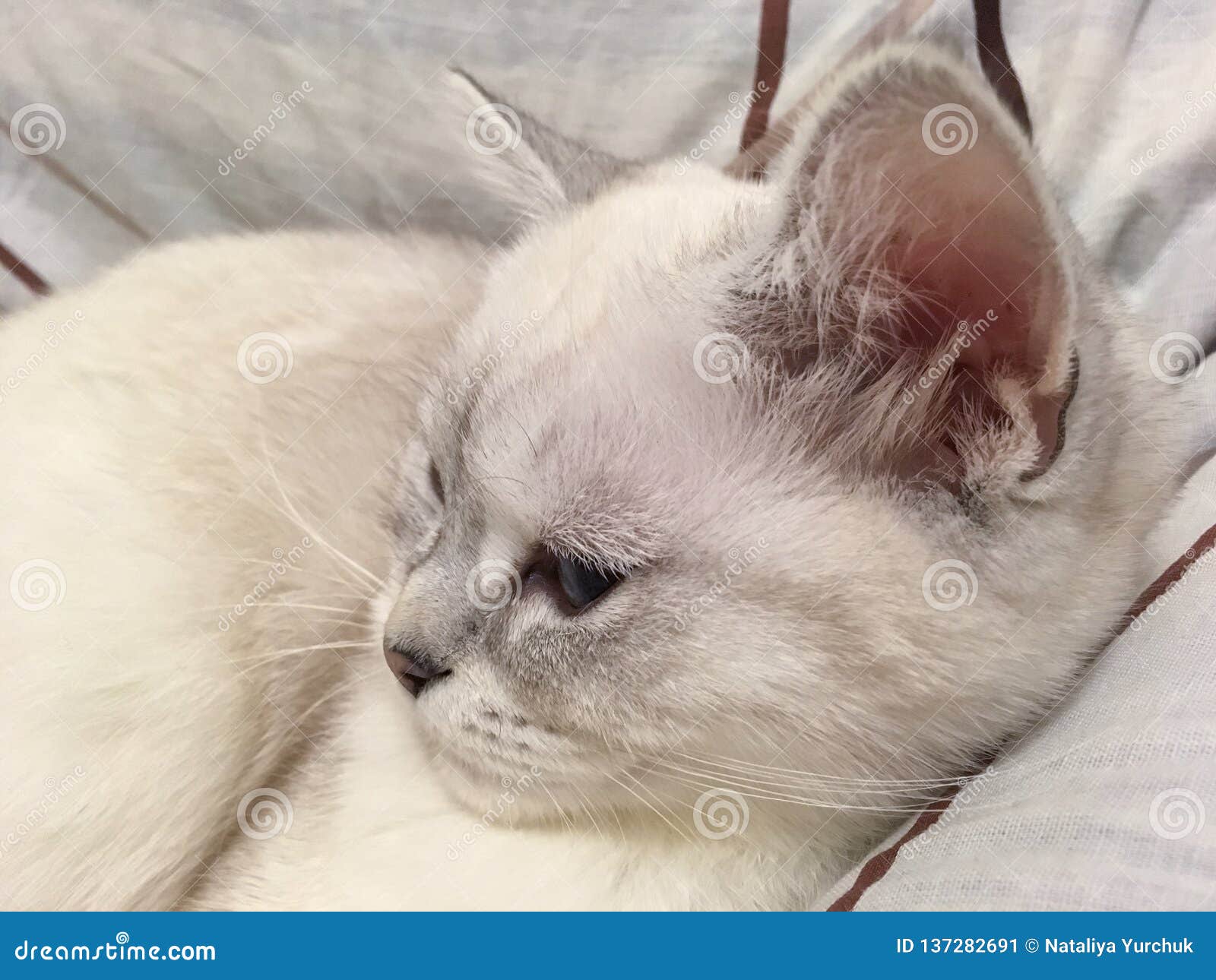 White Scottish Straight Kitten Close. Stock Image - Image of december ...