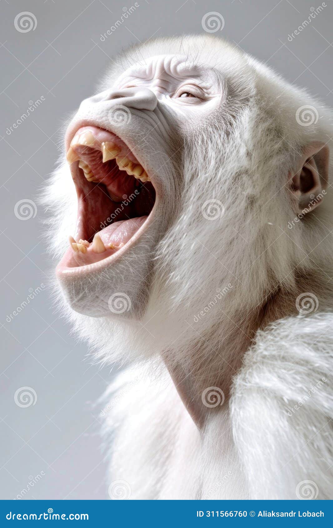A White Screaming Monkey Highlighted on a White Background Stock Photo ...