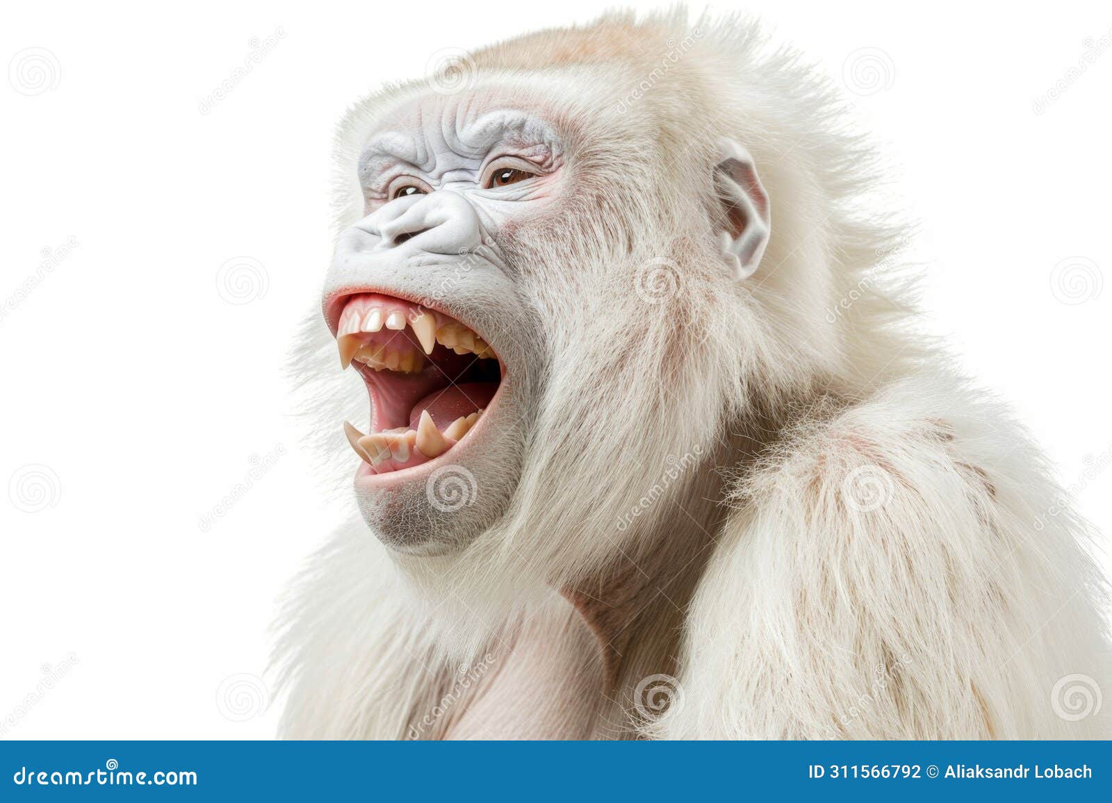 A White Screaming Monkey Highlighted on a White Background Stock Photo ...