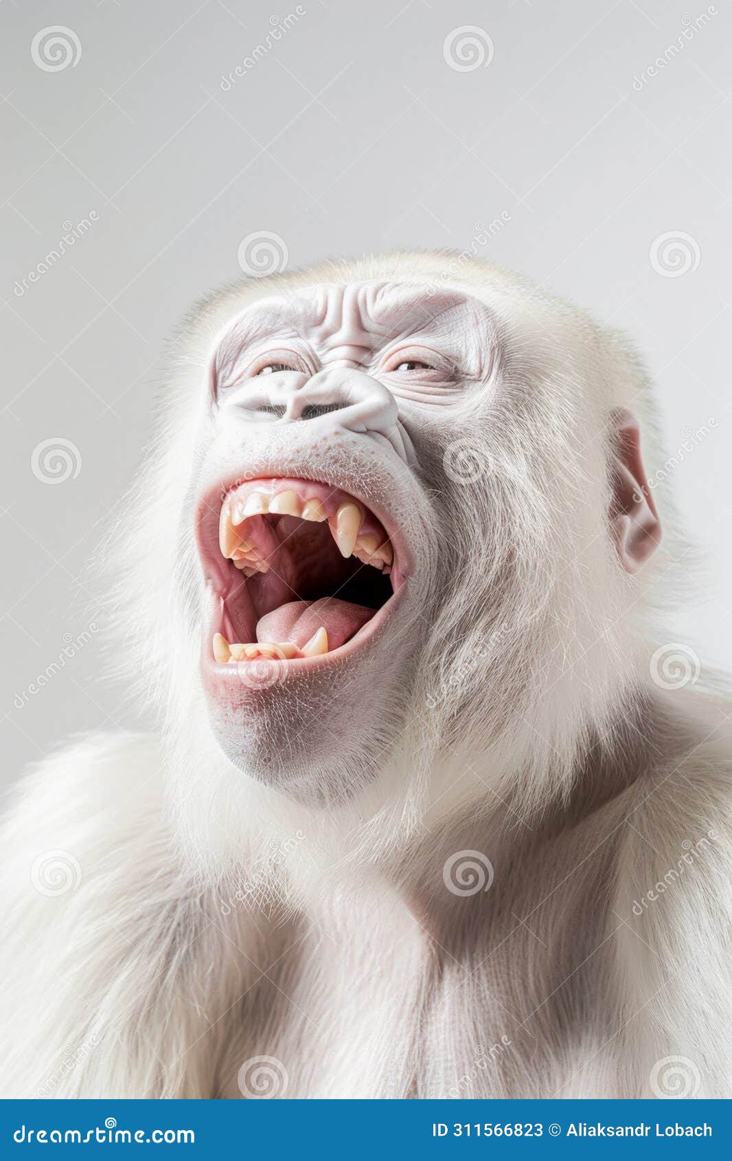 A White Screaming Monkey Highlighted on a White Background Stock ...