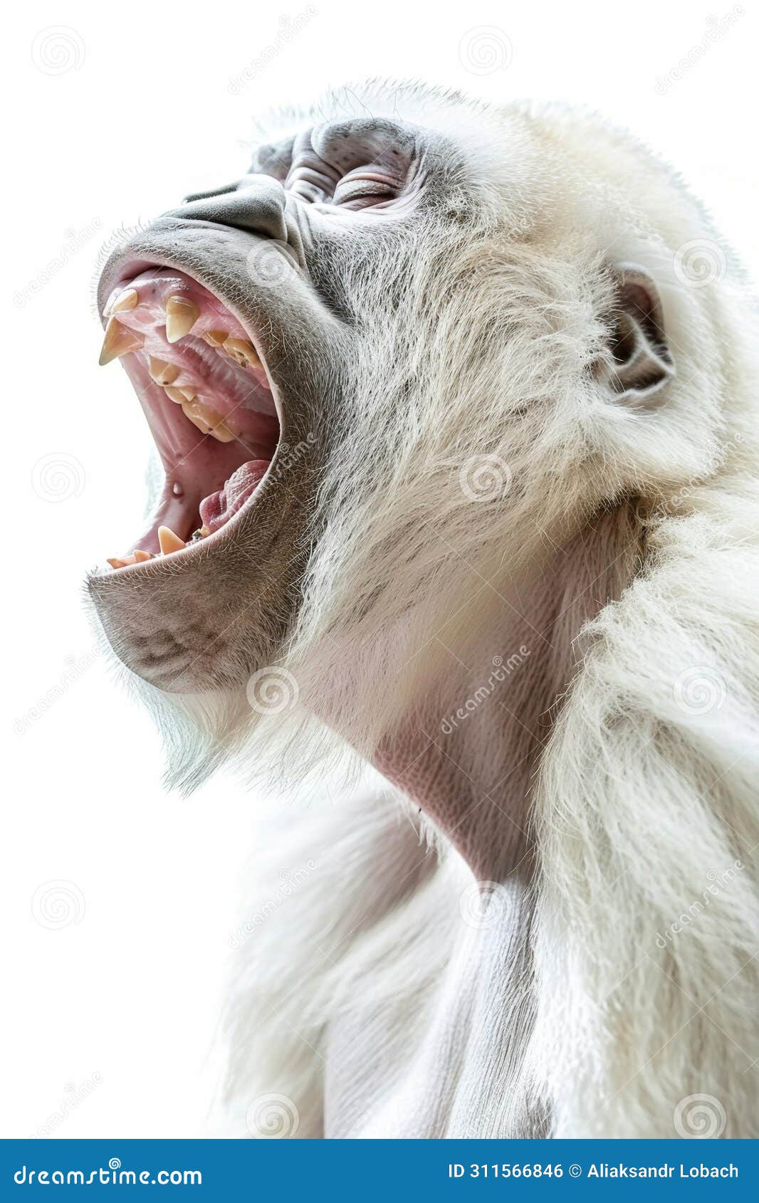 A White Screaming Monkey Highlighted on a White Background Stock Photo ...