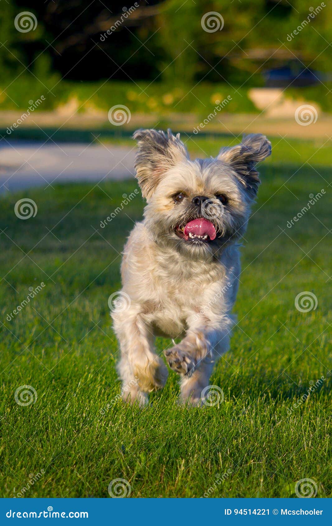 White scruffy dog running stock image. Image of scruffy - 94514221