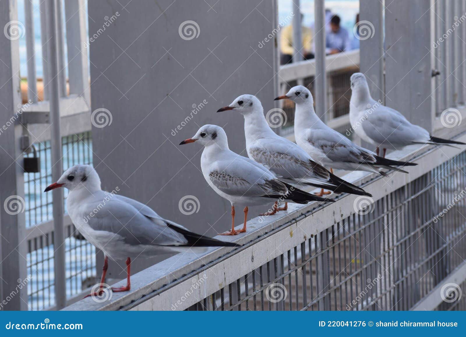 White sea birds stock photo. Image of flight, resting - 220041276