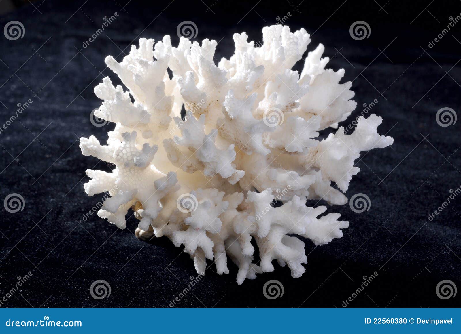 White sea coral stock photo. Image of underwater, whimsical - 22560380