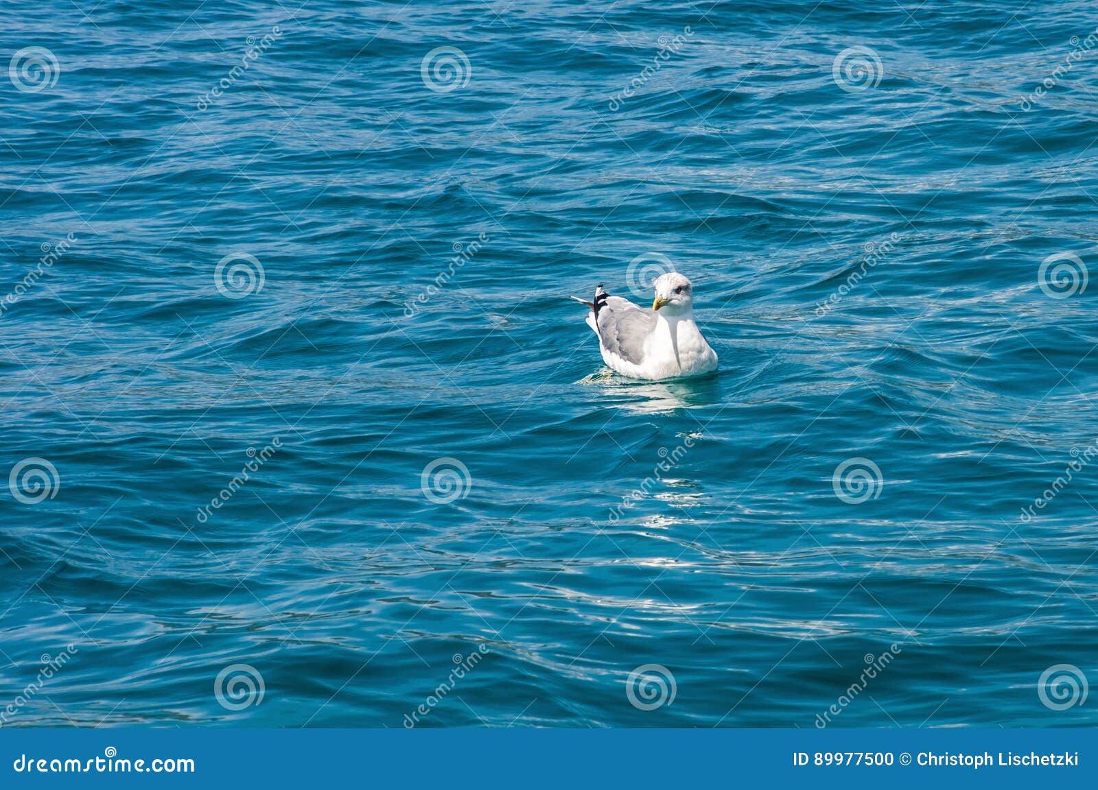 The White Sea-gull Sitting in Blue Water Summer Nice Background Stock ...