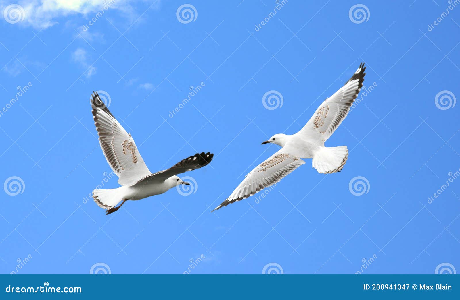 White sea gulls flying stock image. Image of wing, seabird - 200941047