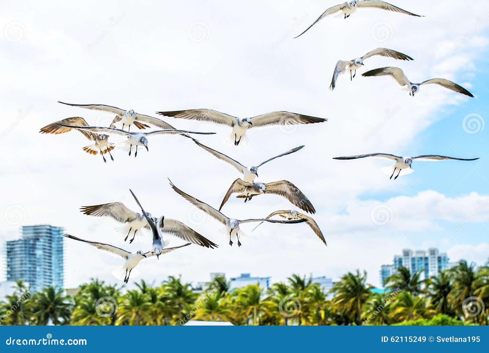 White Sea Gulls Flying in the Blue Sunny Sky Stock Image - Image of ...