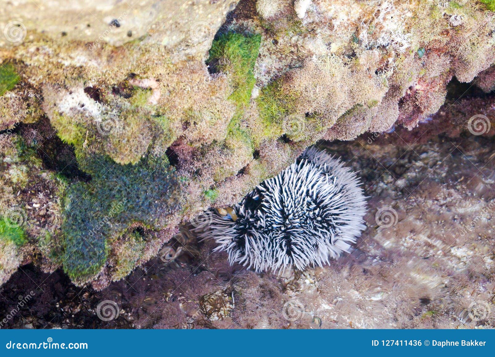 White Sea Hedgehog in Water Stock Photo - Image of closeup, colorful ...