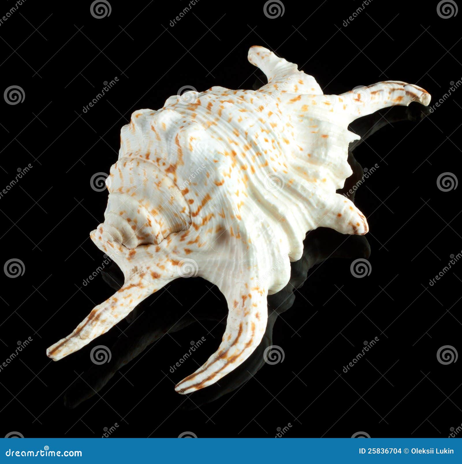 A white sea shell stock photo. Image of shell, animal - 25836704