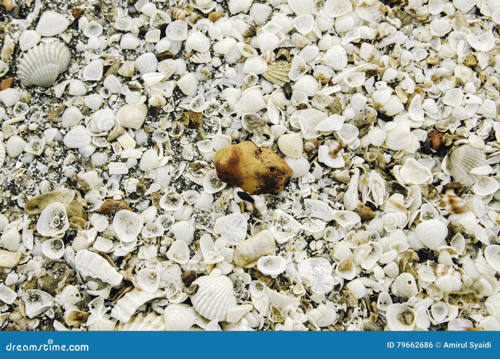White Sea Shell, Background and Textures on the Beach Stock Photo ...