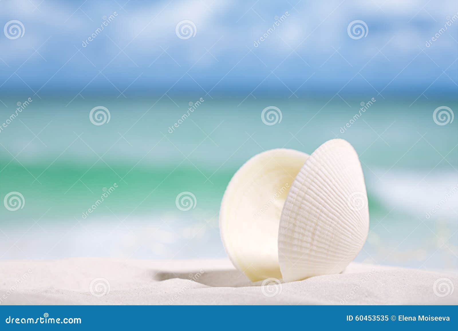 White Sea Shell on Beach Sand Stock Image - Image of seasons ...