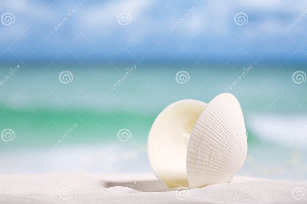 White Sea Shell on Beach Sand Stock Image - Image of seasons ...