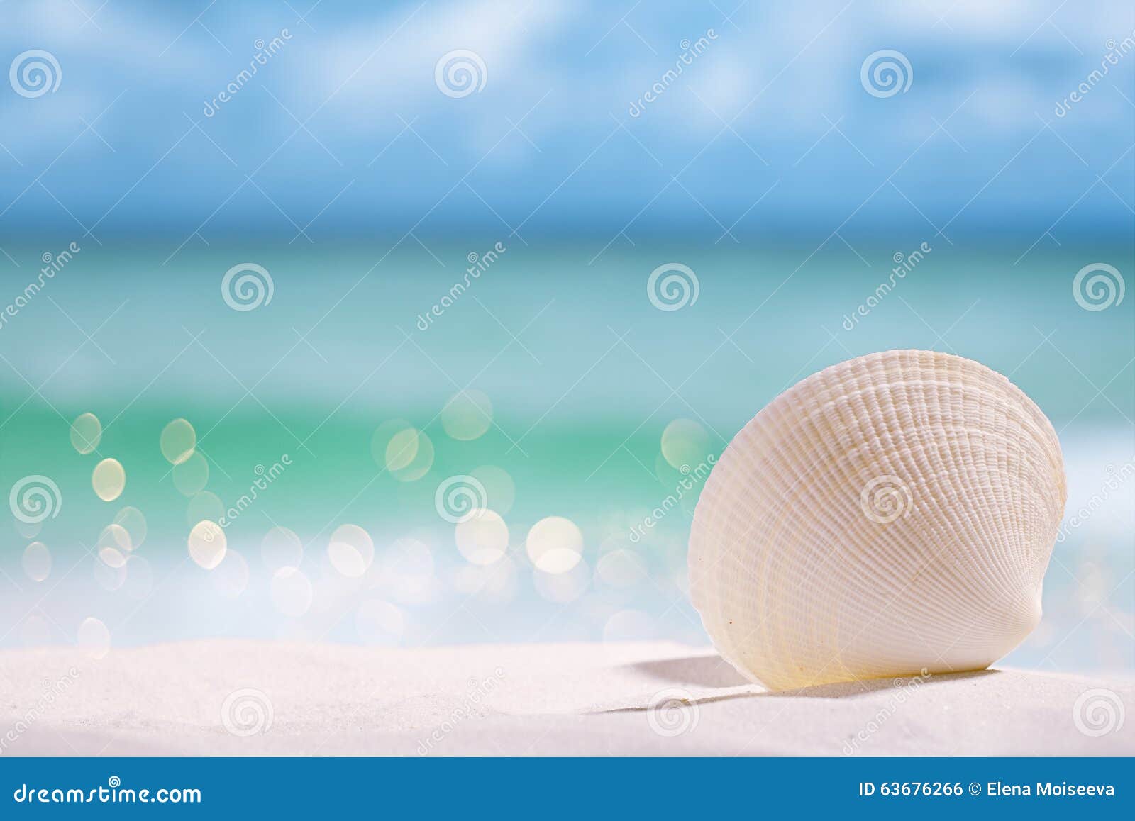 White Sea Shell on Beach Sand and Sea Stock Photo - Image of ...