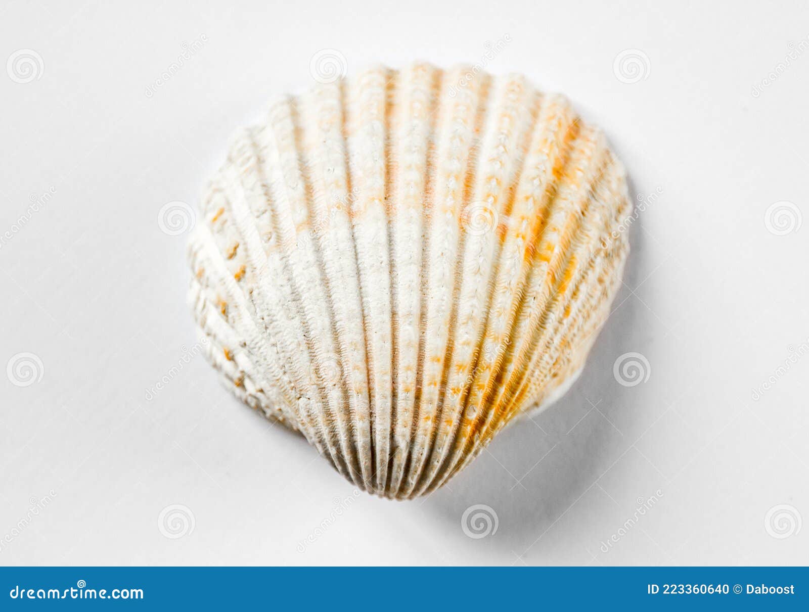 Sea Shell on White Background Stock Photo - Image of seashell, single ...