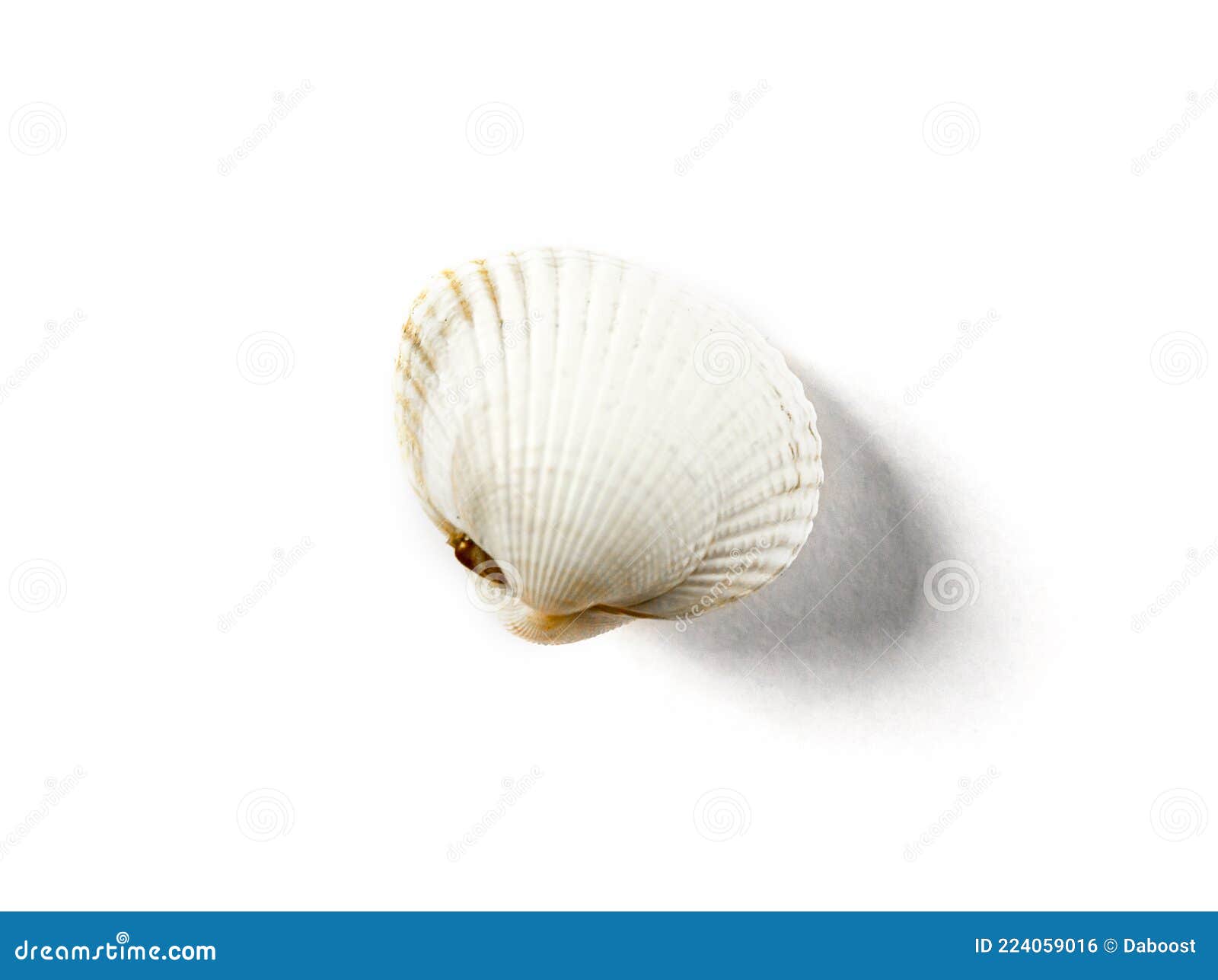 Sea Shell on White Background Stock Illustration - Illustration of ...