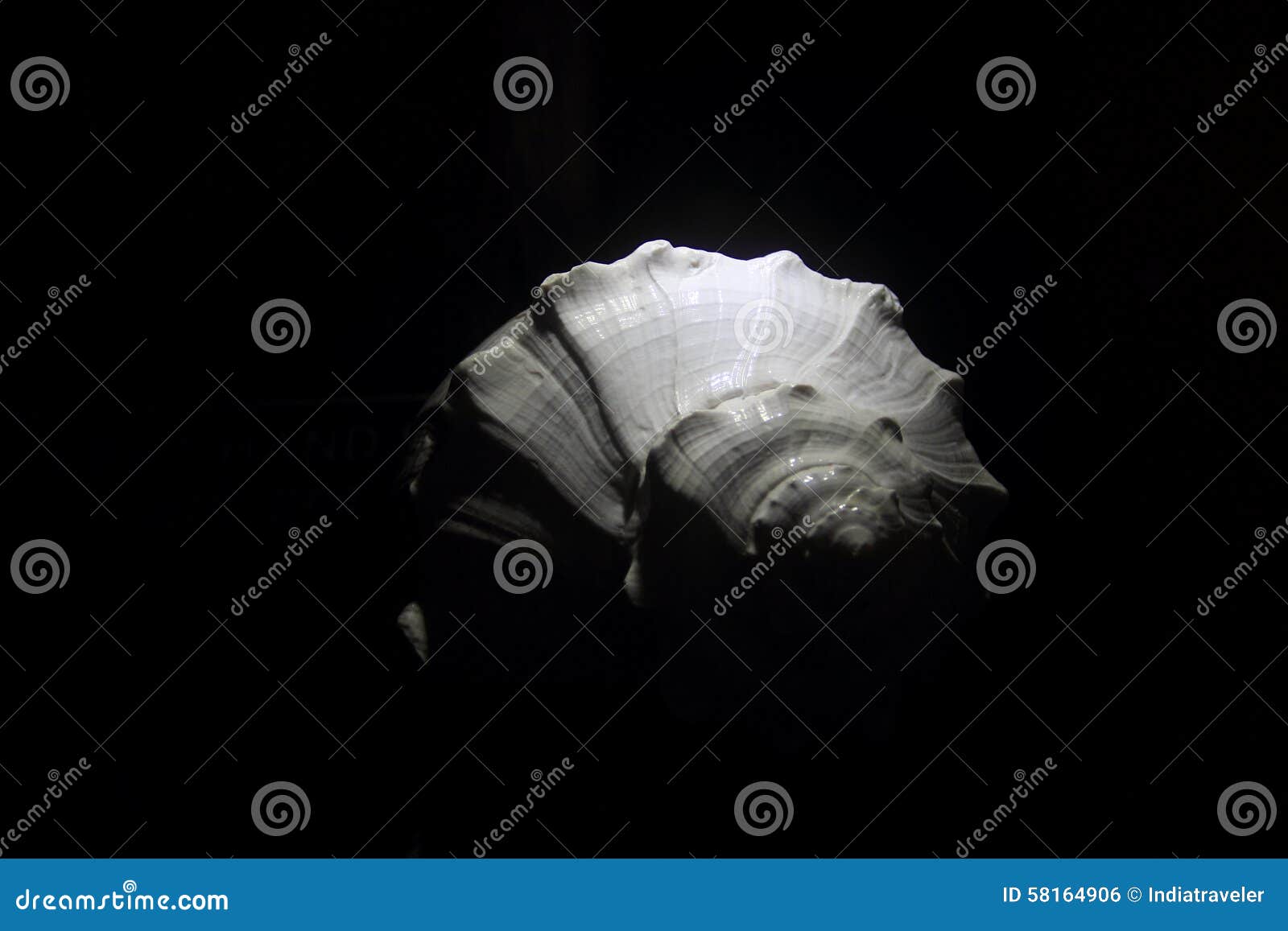 White Sea Shell. stock photo. Image of shot, nautilus - 58164906