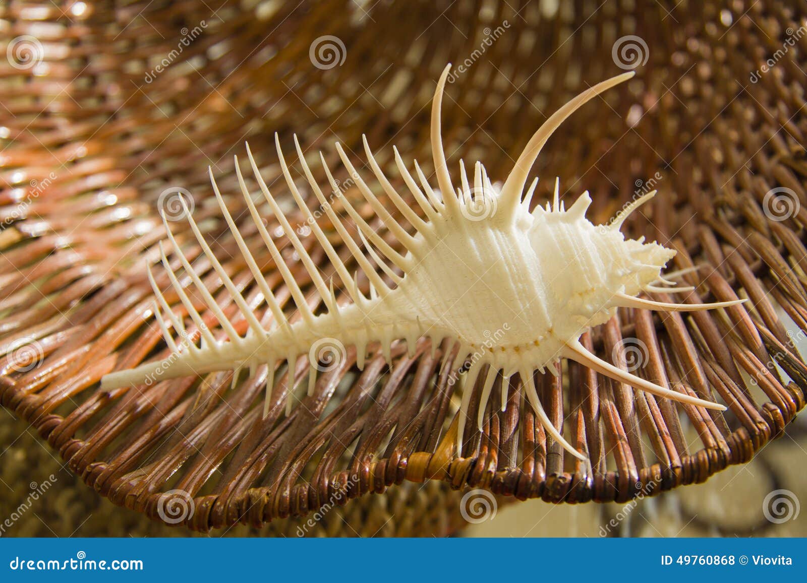 White Sea Shell Over Straw Basket Stock Photo - Image of artwork ...