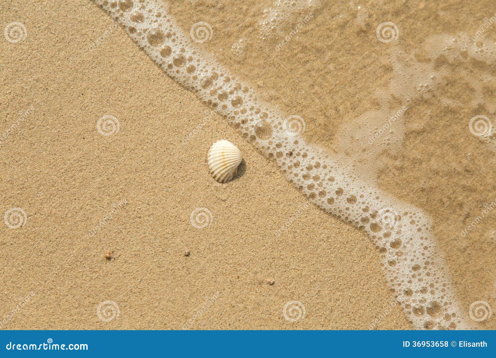 White Sea Shell and Wave on Sandy Beach Stock Photo - Image of beige ...