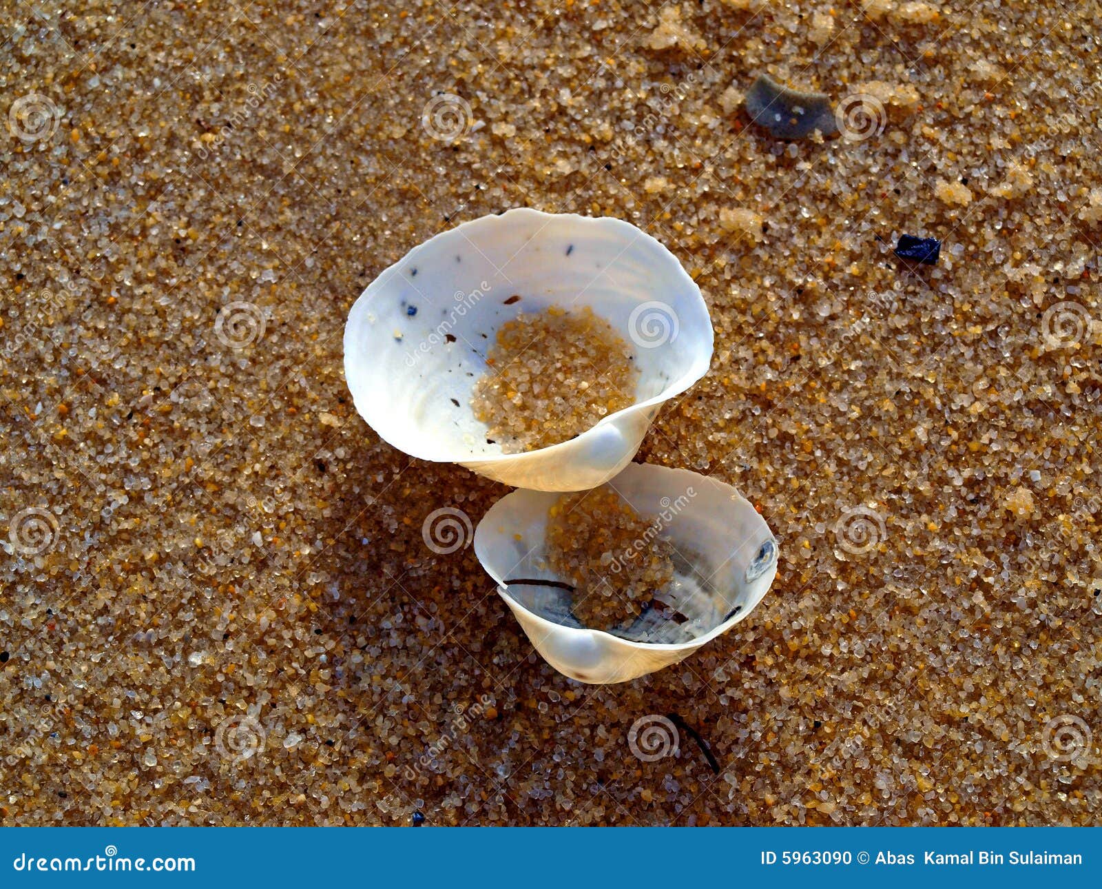 White Sea Shells stock photo. Image of shore, holiday - 5963090