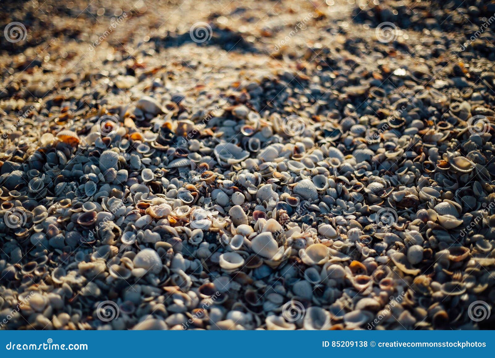 White Sea Shells Picture. Image: 85209138