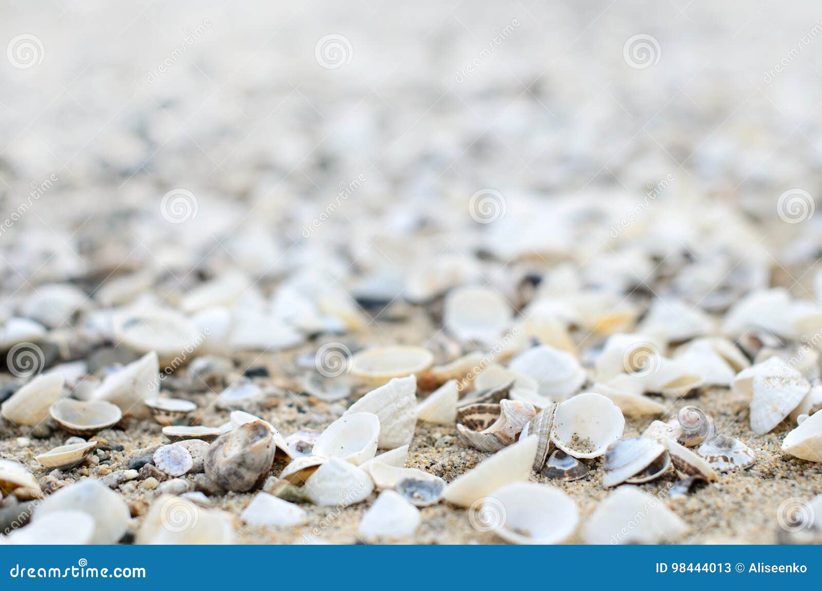 White sea shells stock image. Image of morning, brown - 98444013