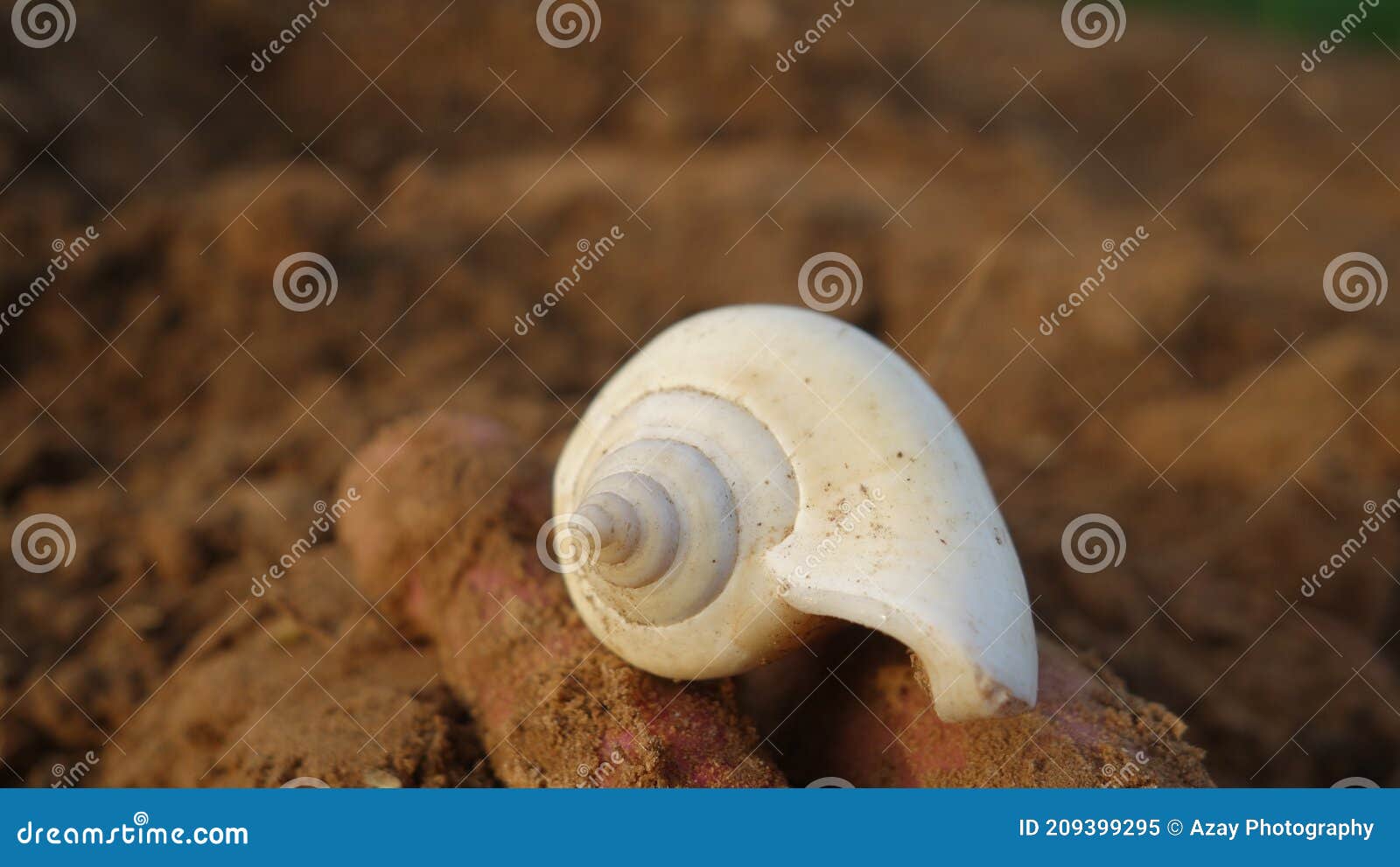 White Sea Shells on a Beach Sand in India. Conch Shells Front View on ...