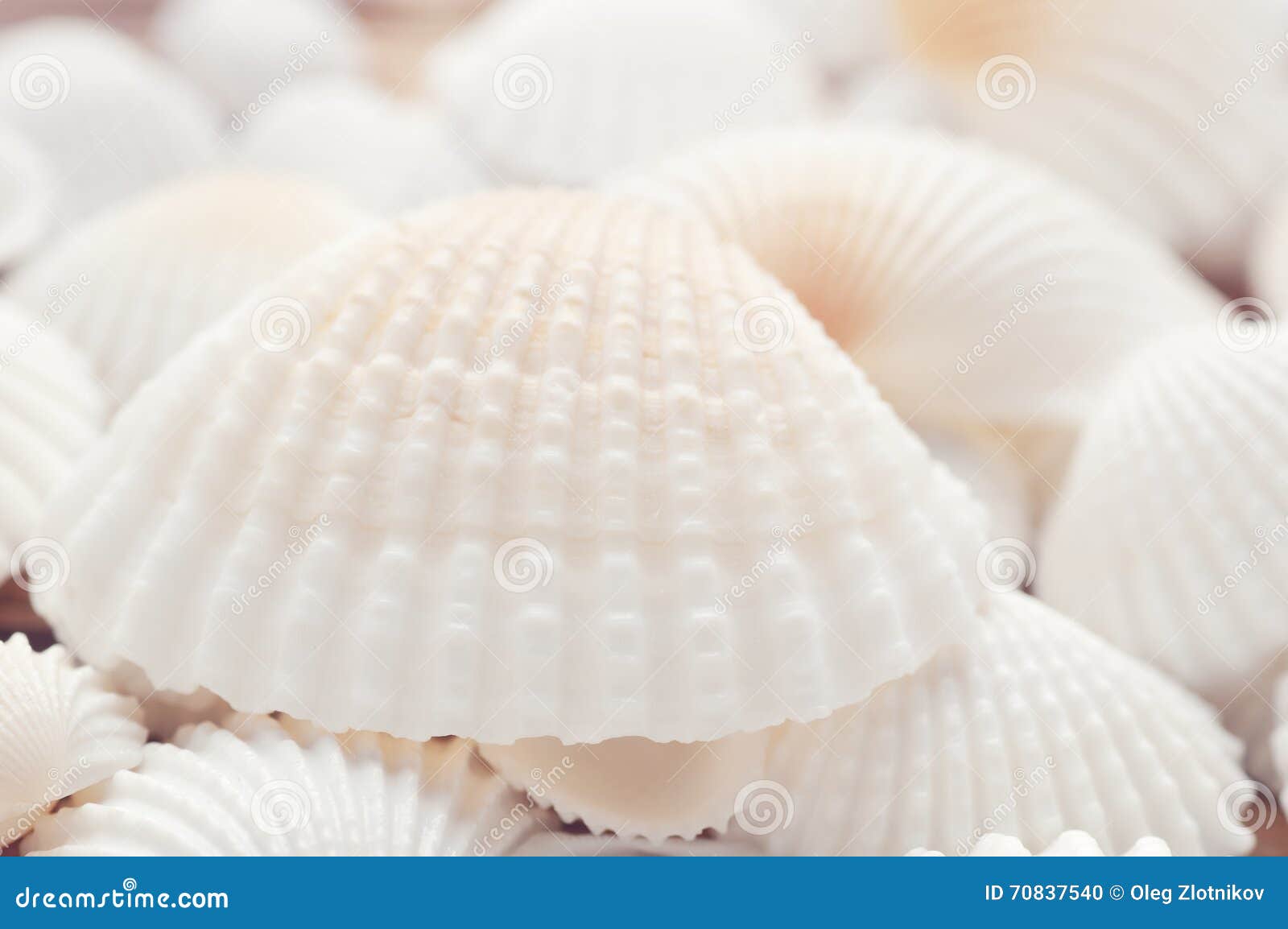 White Sea Shells Closeup Background with Light Cold Filter, Shallow ...