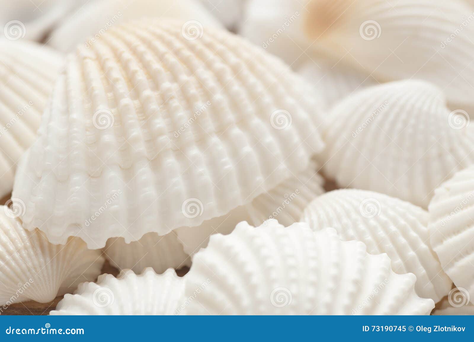 White Sea Shells Closeup Background, Shallow Depth of Field Stock Image ...