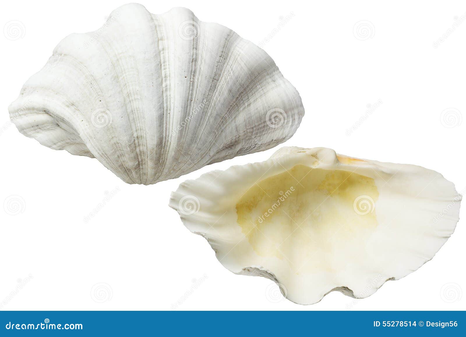 White Sea Shells stock photo. Image of design, texture - 55278514