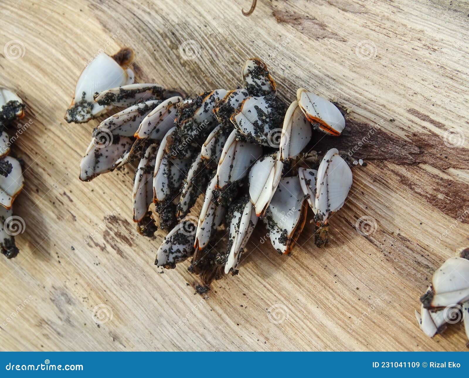 White Sea Shells Stick To Dry Wood Stock Image - Image of insect, fish ...
