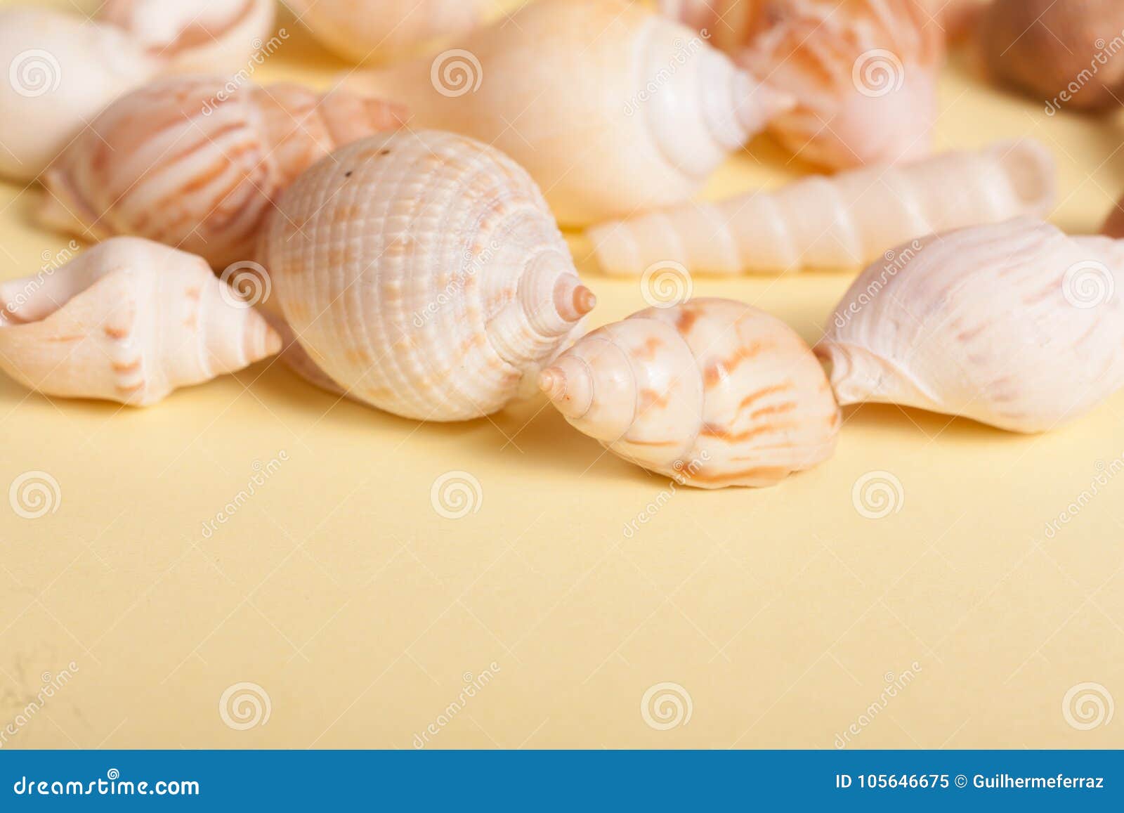 White sea shells stock image. Image of purity, summer - 105646675