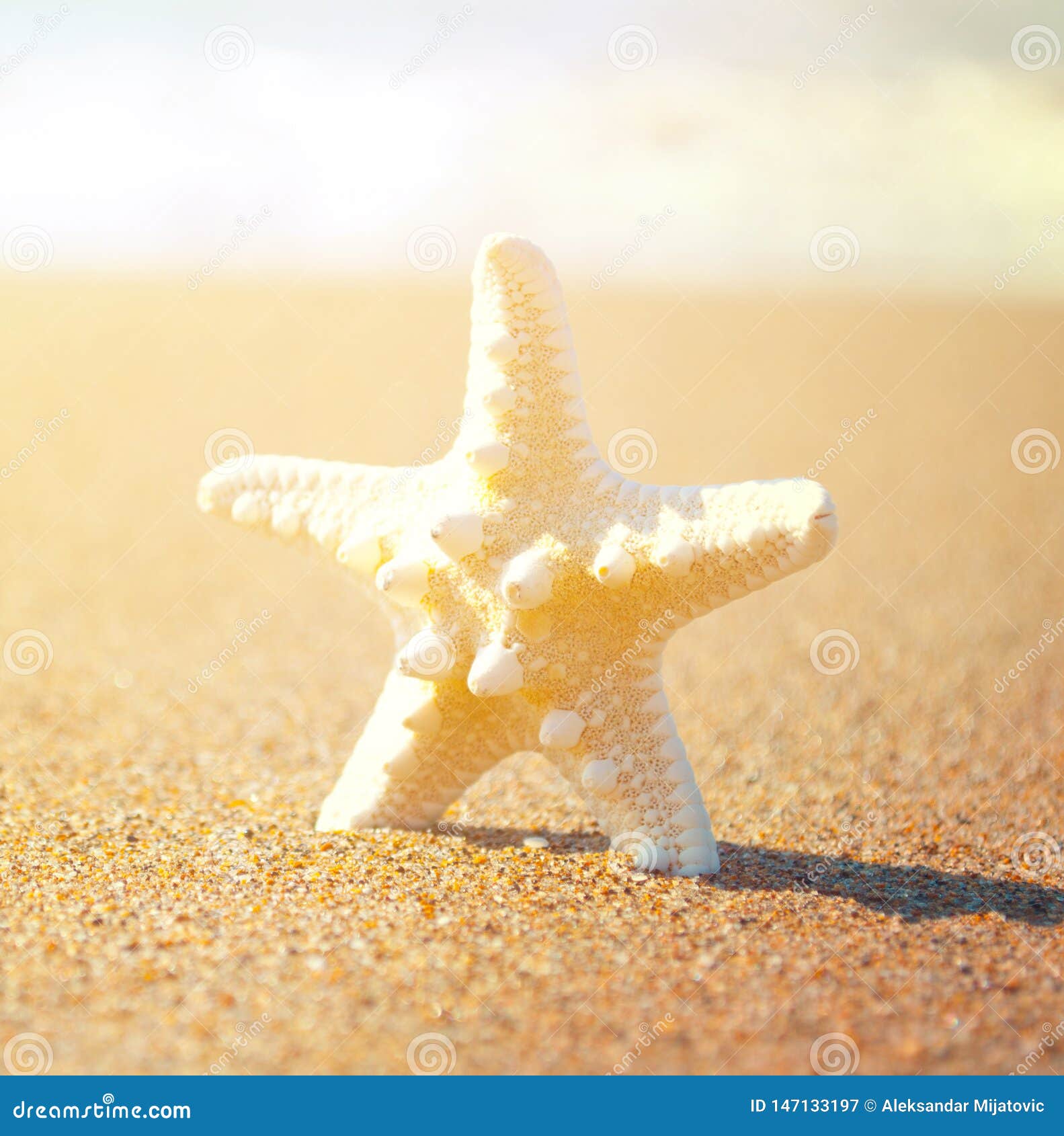 White Sea Star Shell on Sand Stock Image - Image of outdoor, bright ...