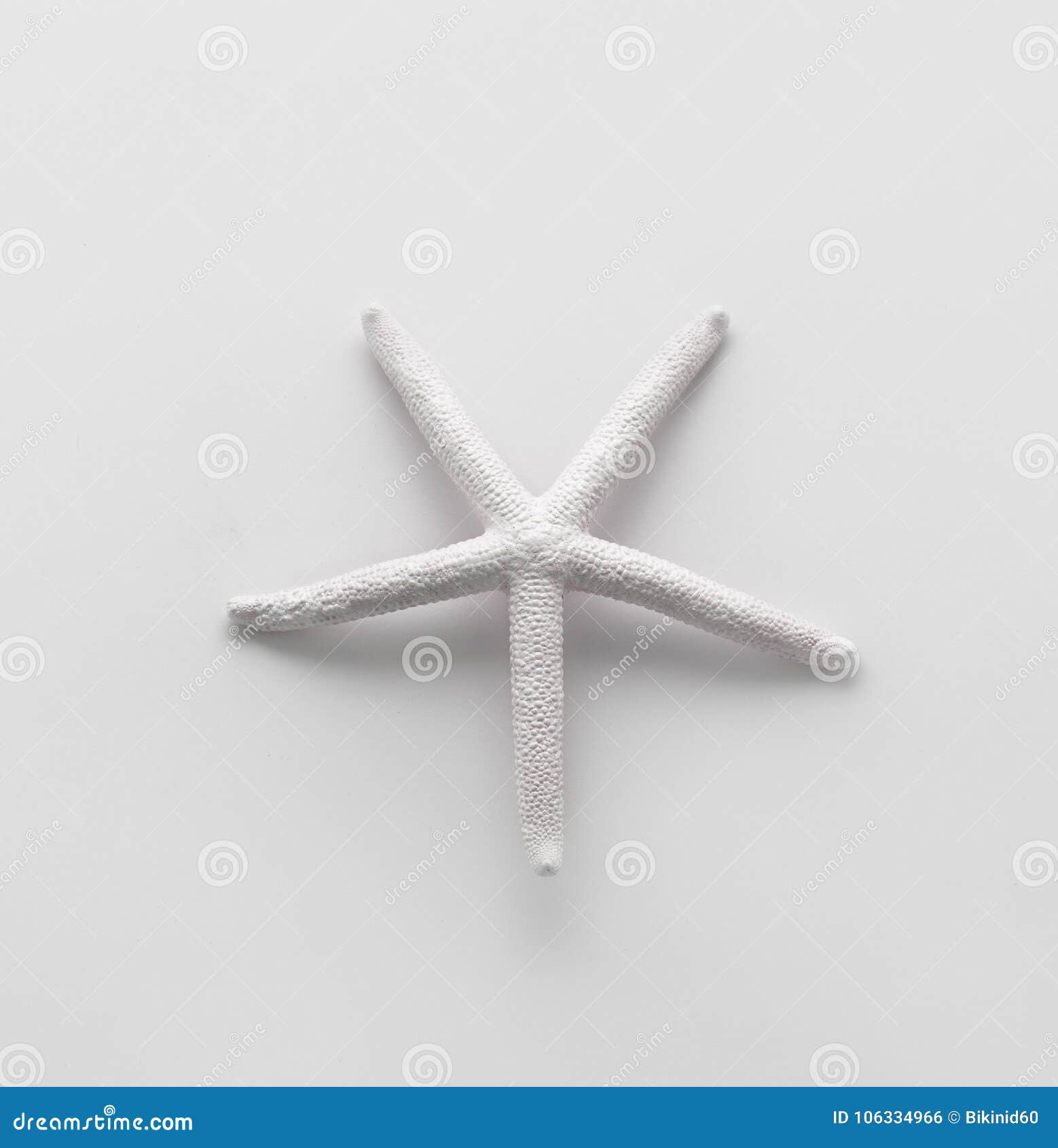 White sea star. stock photo. Image of shape, life, starfish - 106334966
