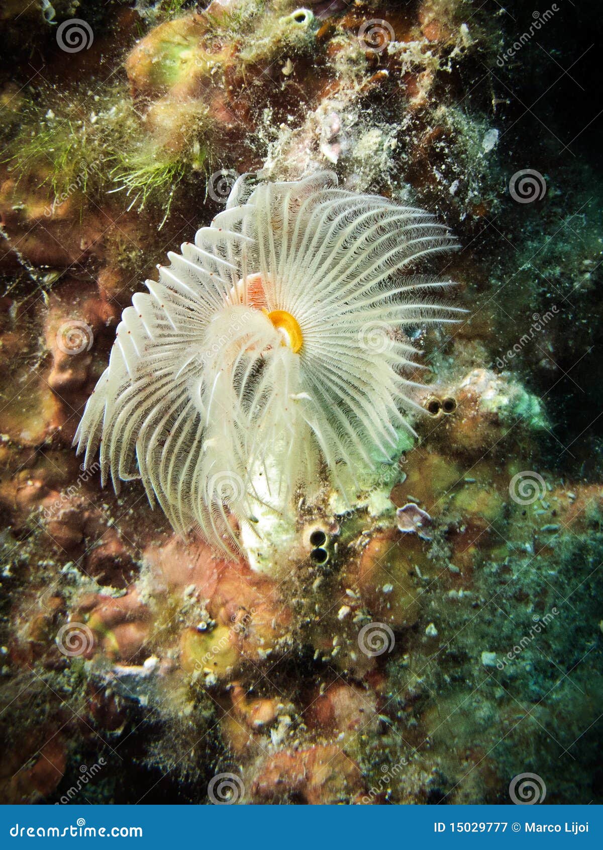 White sea worm macro stock image. Image of italy, dive - 15029777