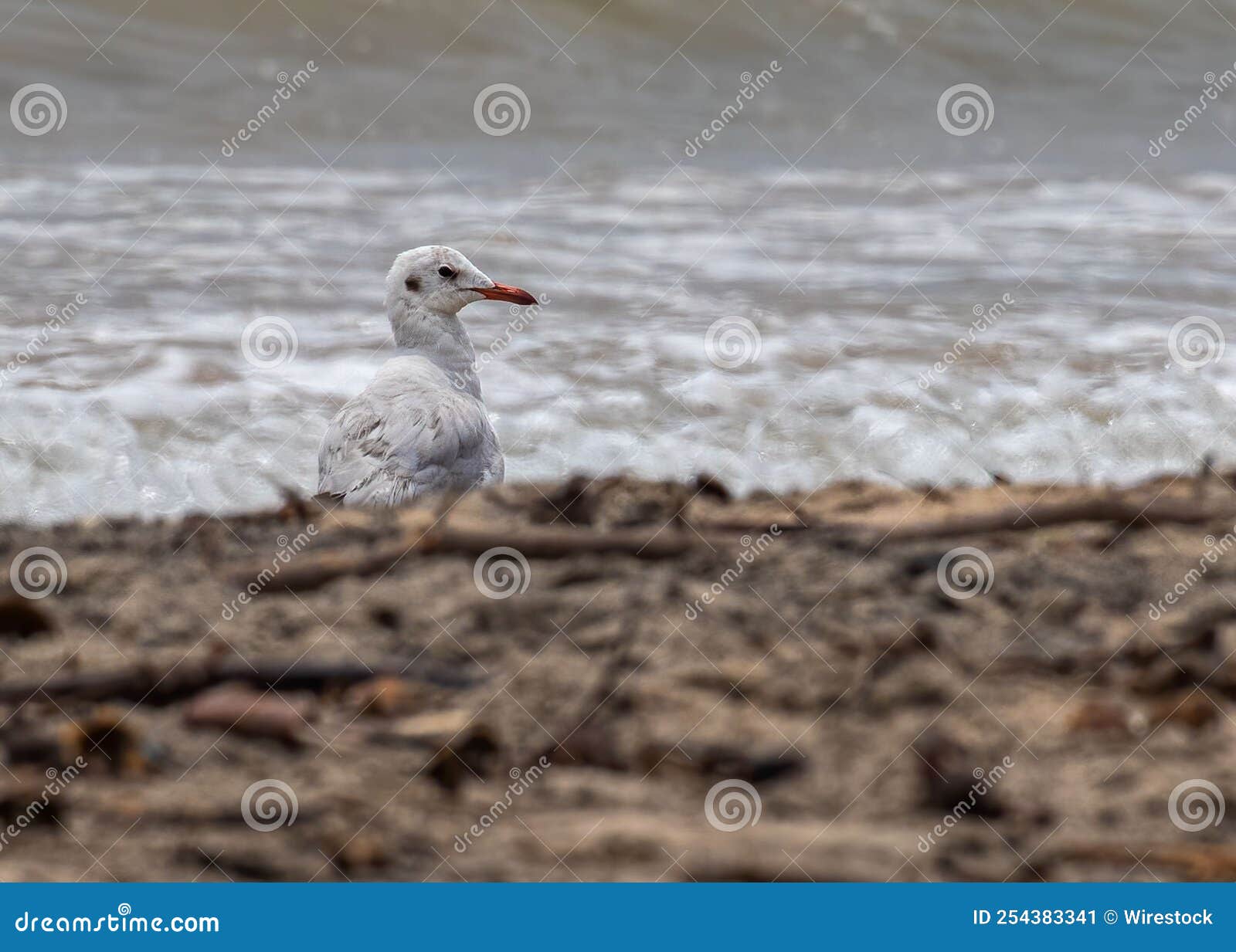 White Seagull on a Beach in the Daytime Stock Image - Image of ...