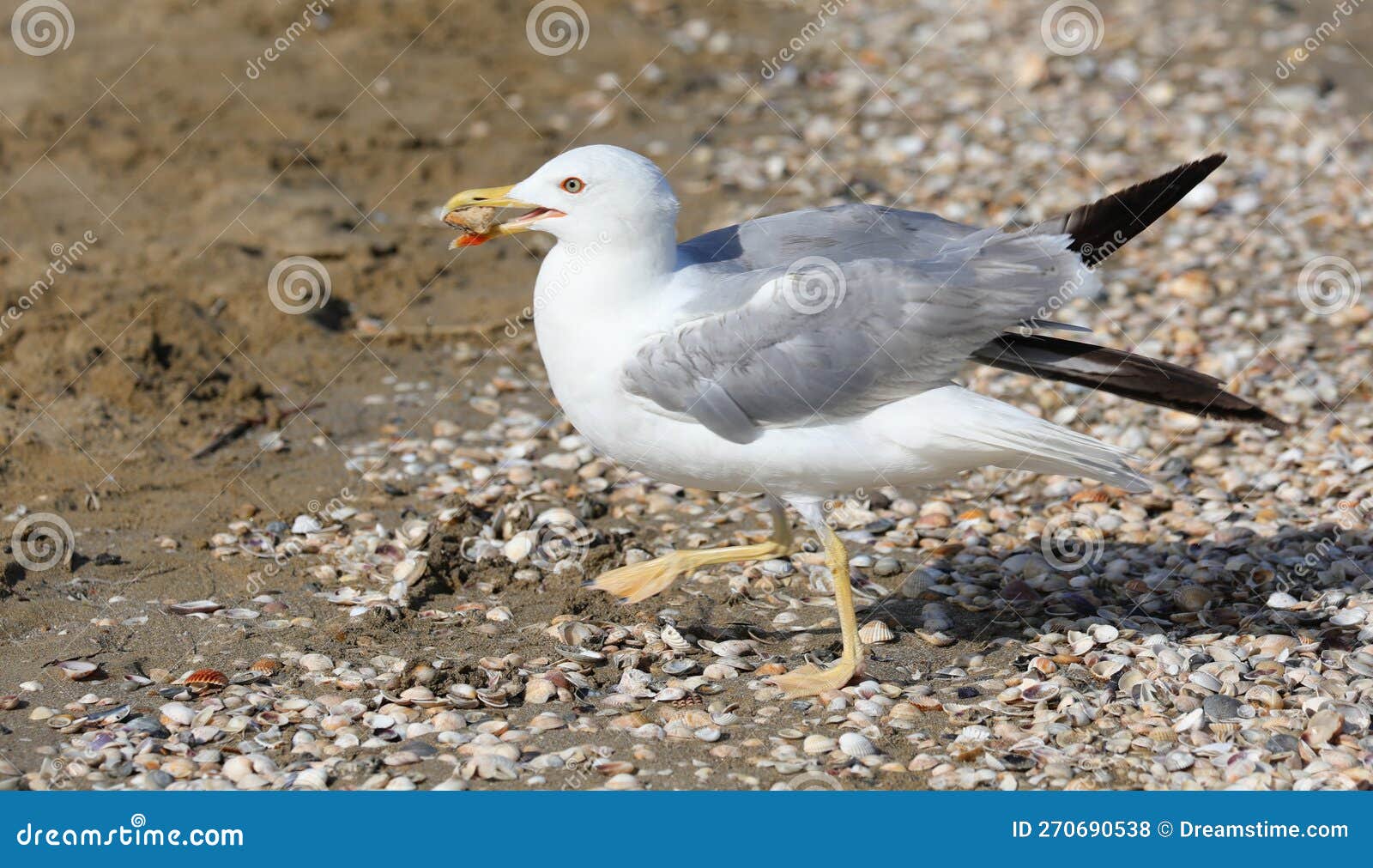 White Seagull with Beautiful Yellow Eats a Crumb of Bread on the Shore ...