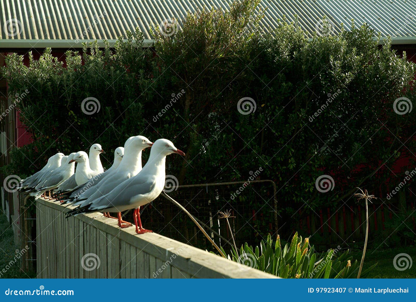 White Seagull on the Building Wall. Stock Image - Image of tourism ...
