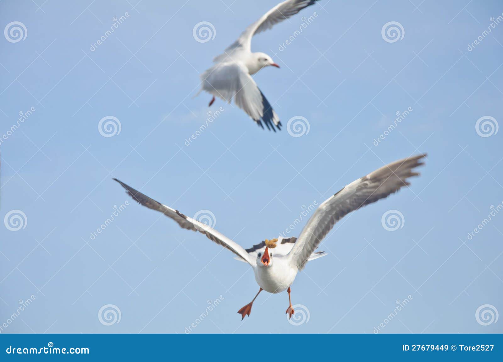 The White Seagull Catch Food in Blue Sky Stock Image - Image of soaring ...
