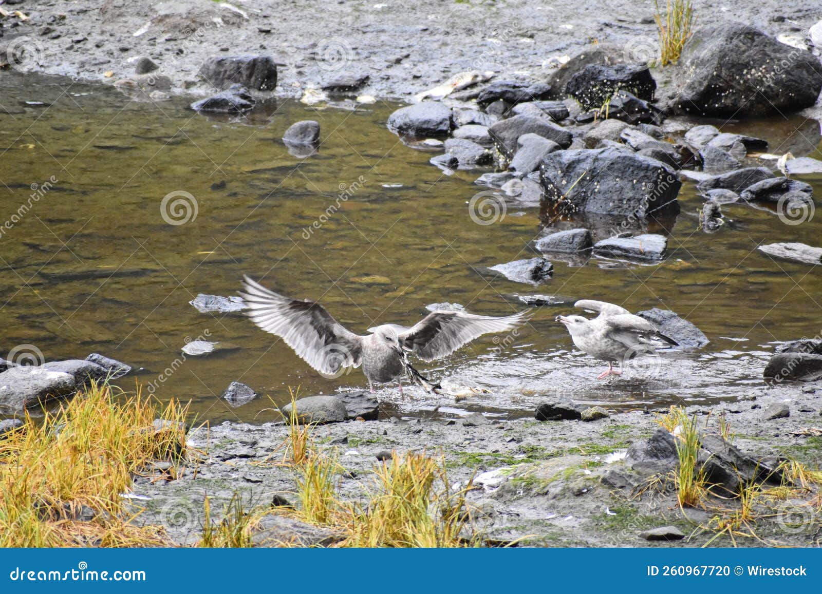 White Seagull Drinking Water from the River Stock Photo - Image of ...