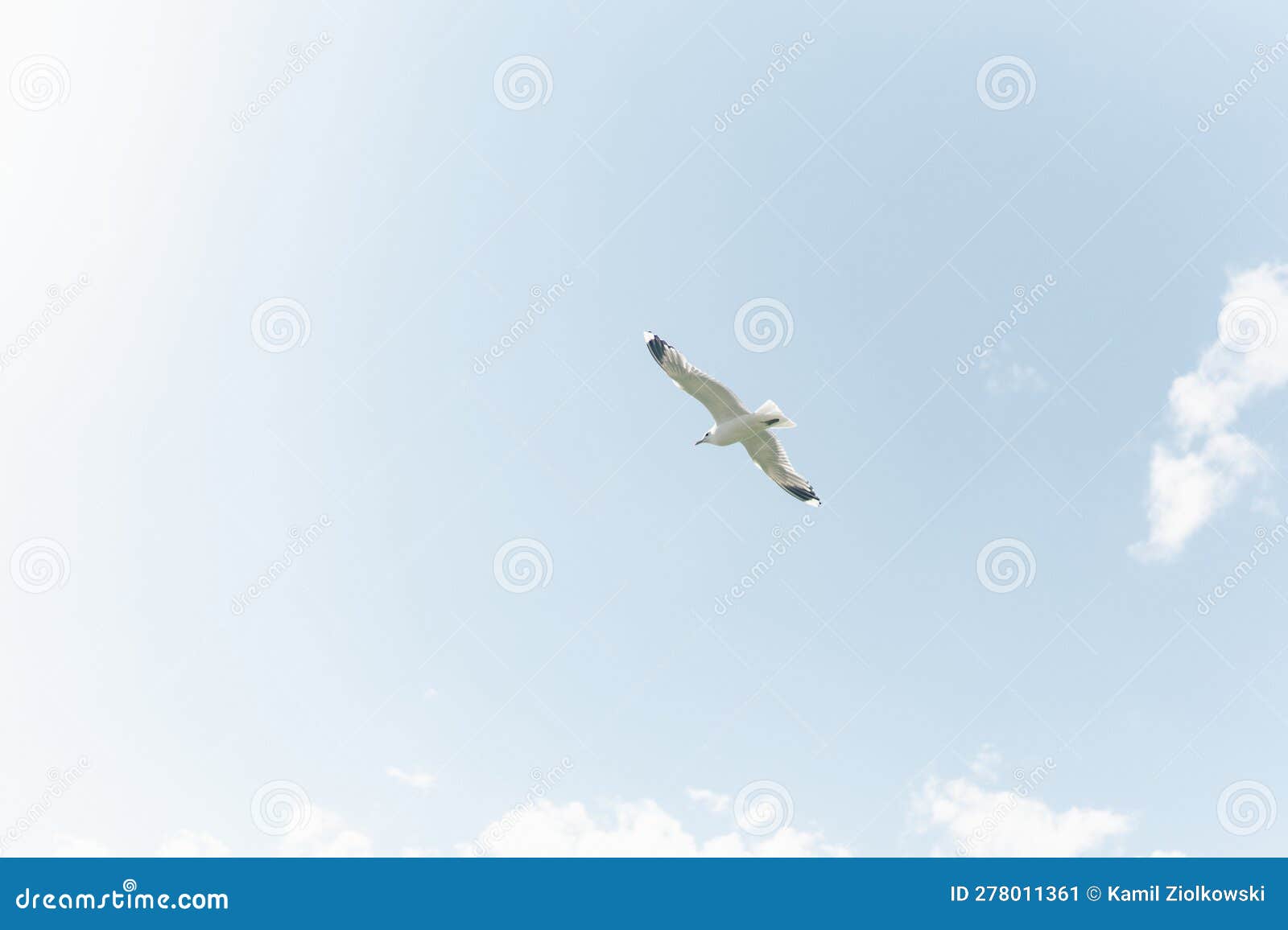 White Seagull Flying with Cloudy Sky and Trees in the Background, Sunny ...